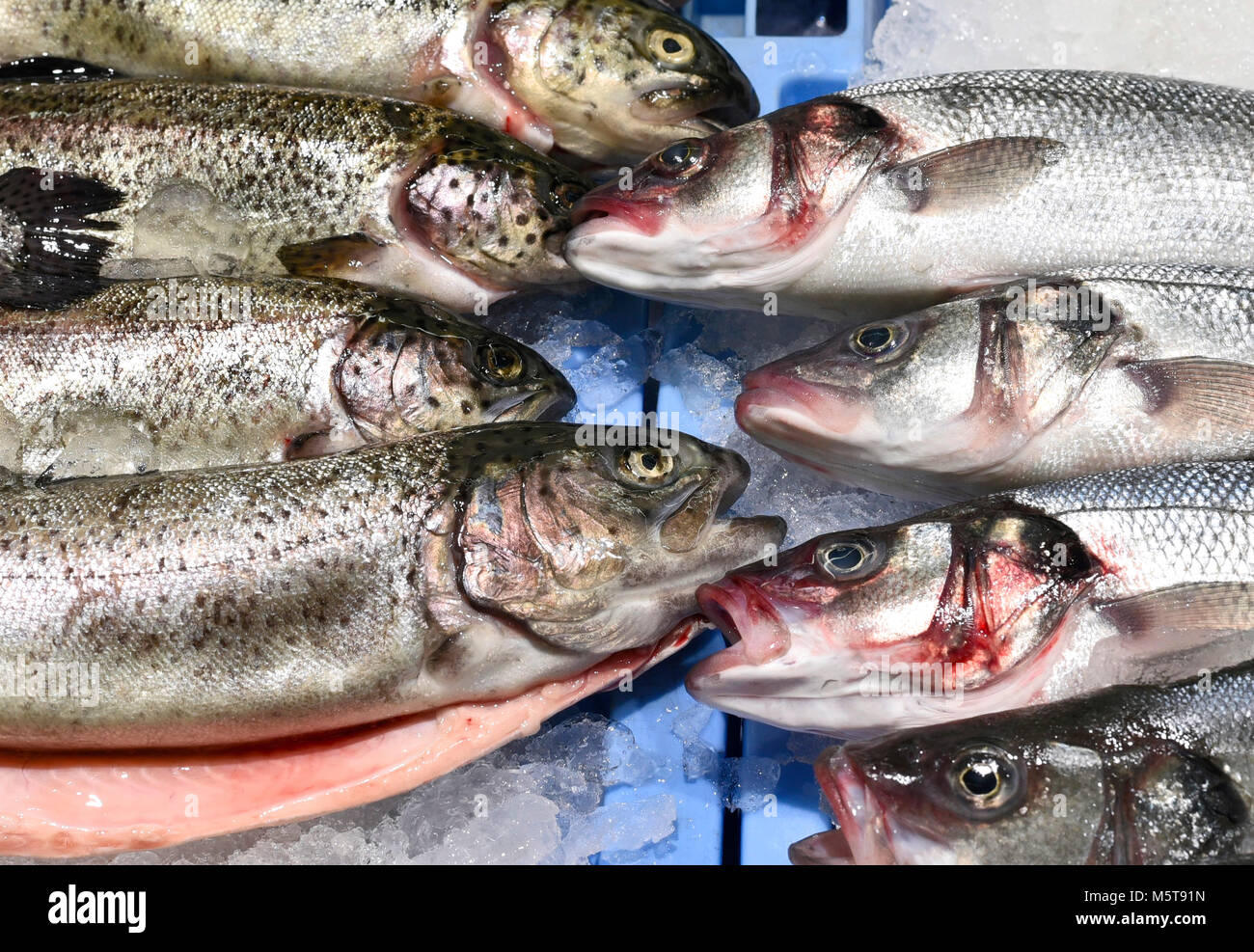 Wolf eating fish hi-res stock photography and images - Alamy