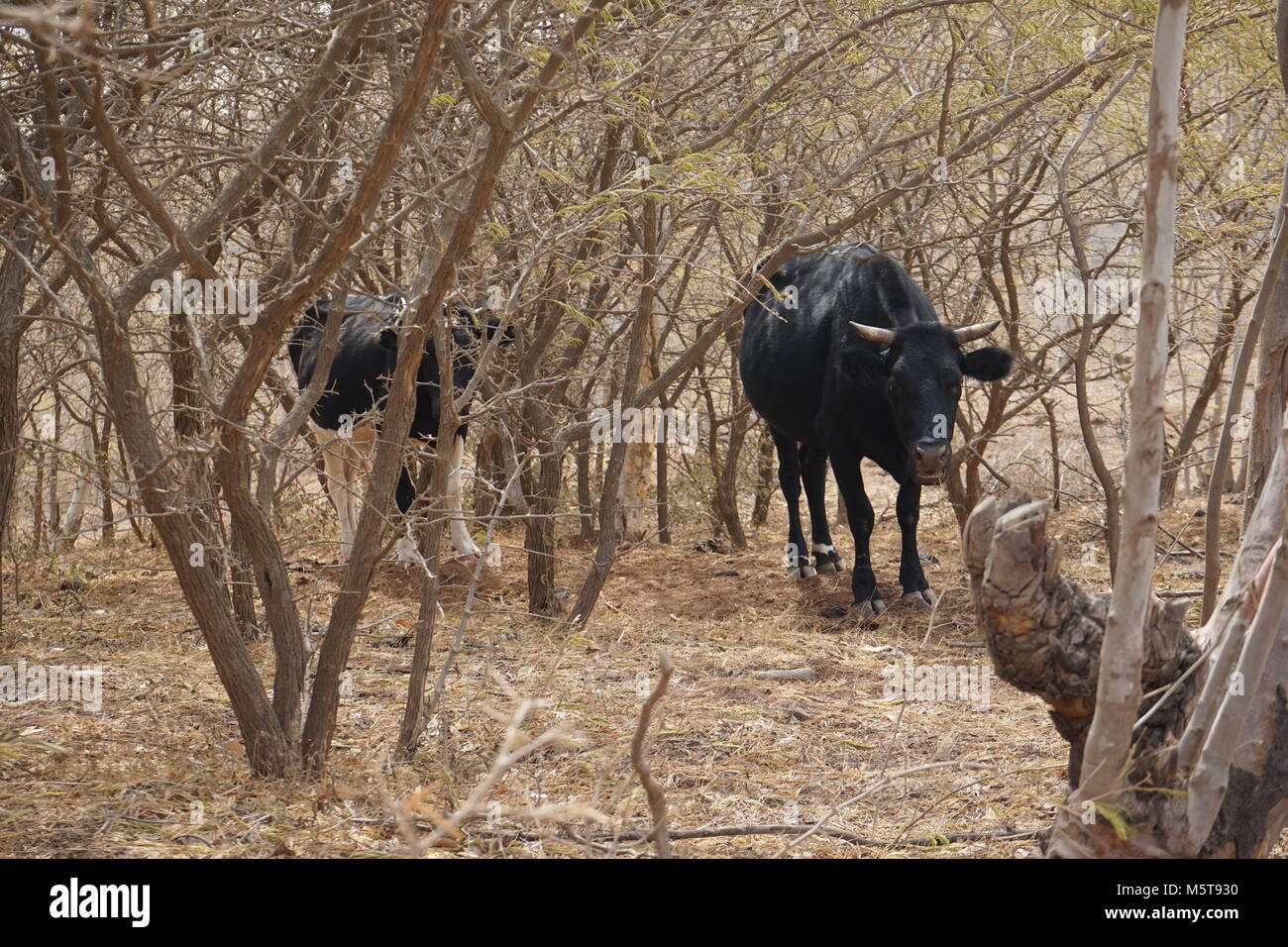 Rui animal hi-res stock photography and images - Alamy