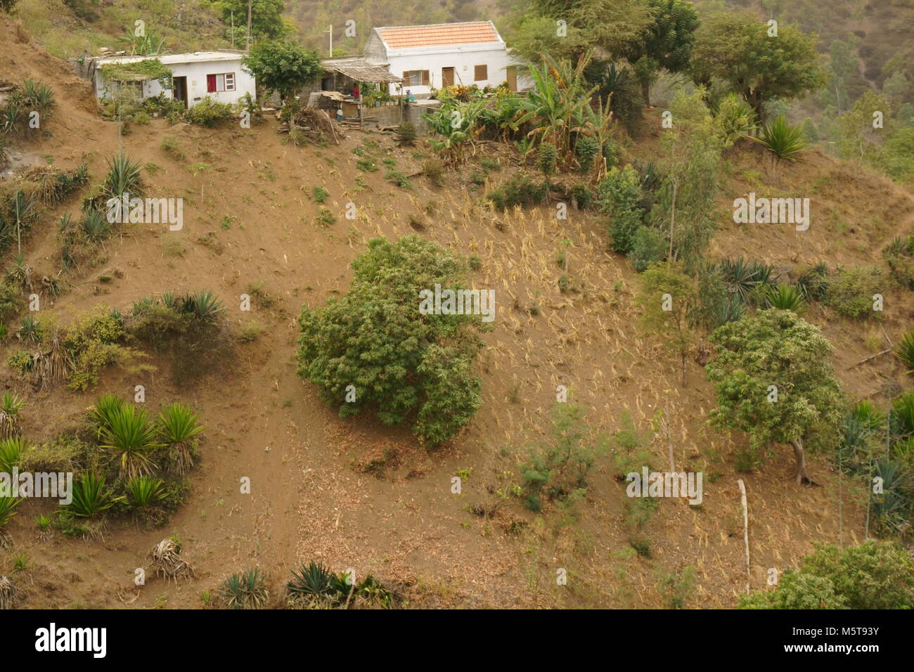 harvested Cornfield, Farm House near Rui Vaz, Santiago Island, Cape ...