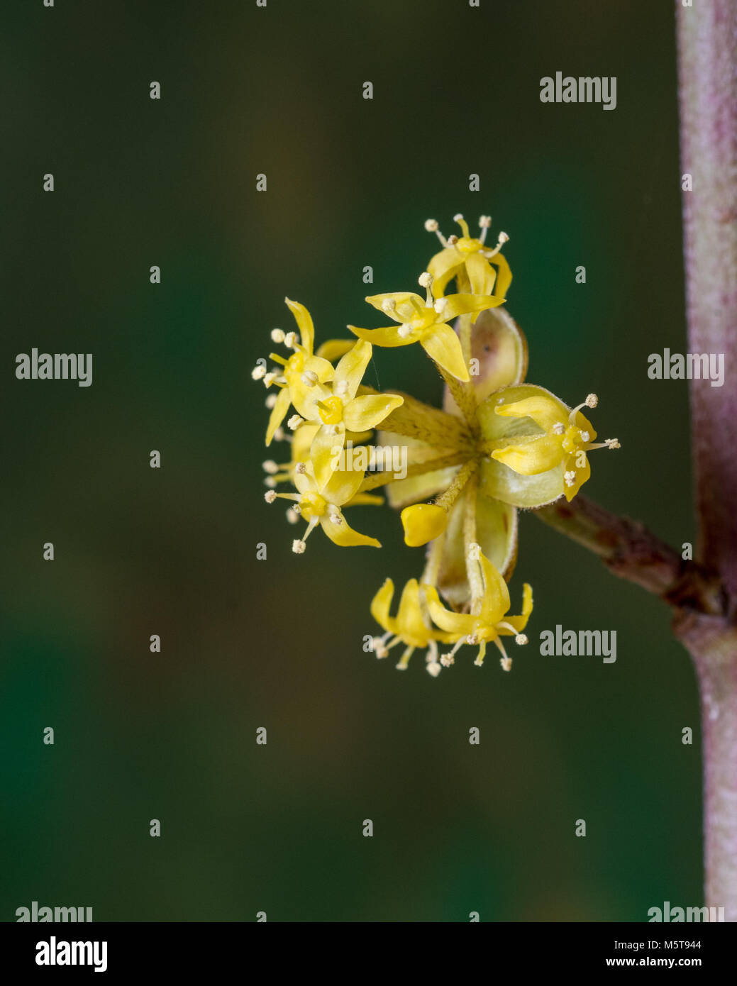 Close up of a single yelow flower cluster of Cornus mas Stock Photo - Alamy