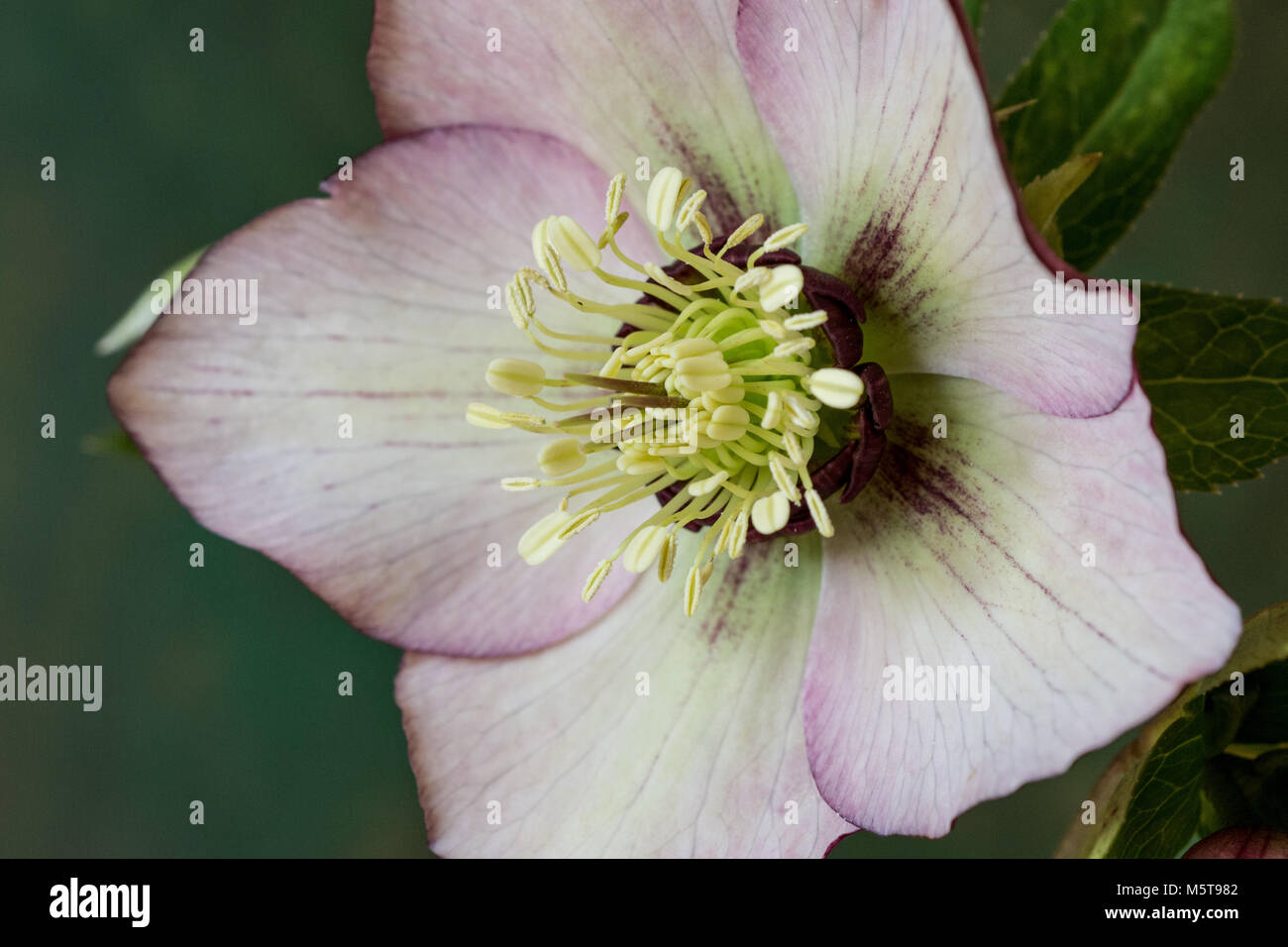 Parts of a flower hi-res stock photography and images - Alamy