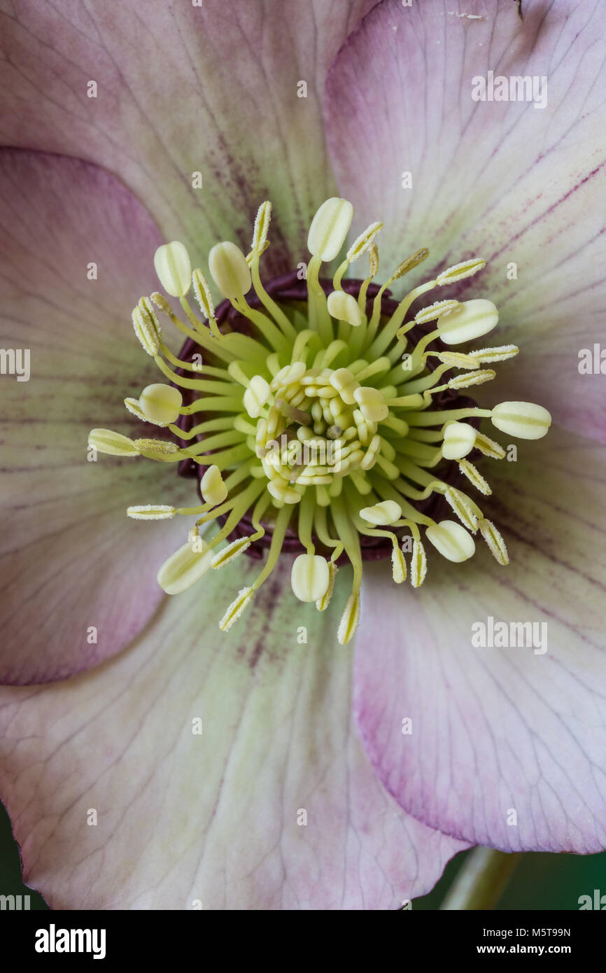 Extreme close up of the centre of a pale pink hellebore flower Stock ...