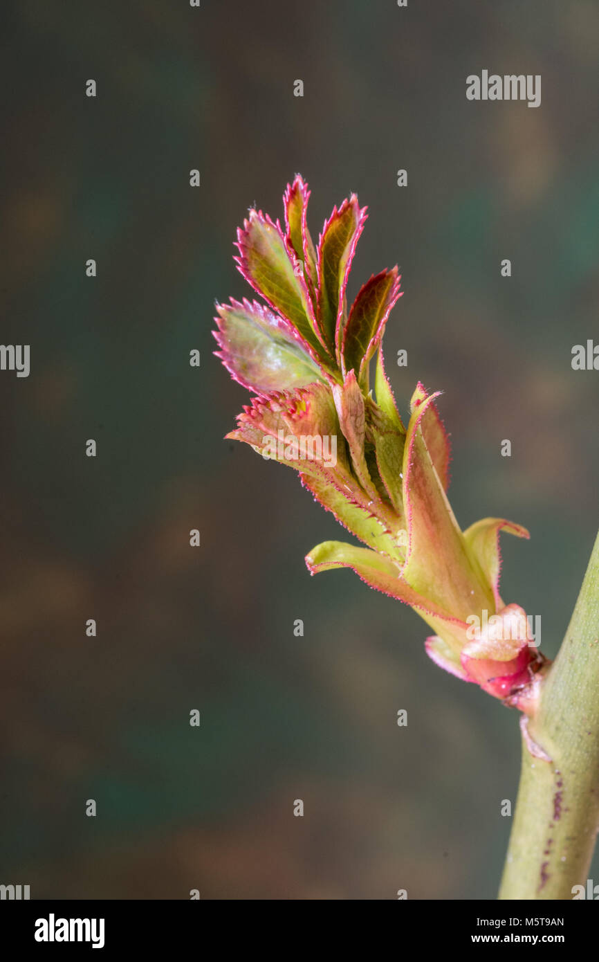 Close up of a new rose shoot showing the fresh colours of the foliage ...
