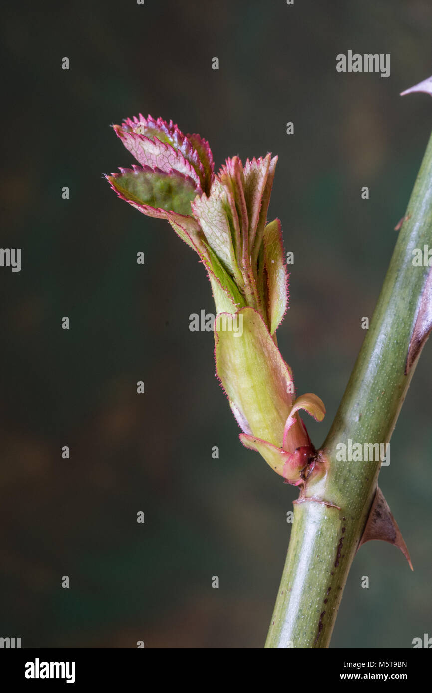 Close up of a new rose shoot showing the fresh colours of the foliage ...