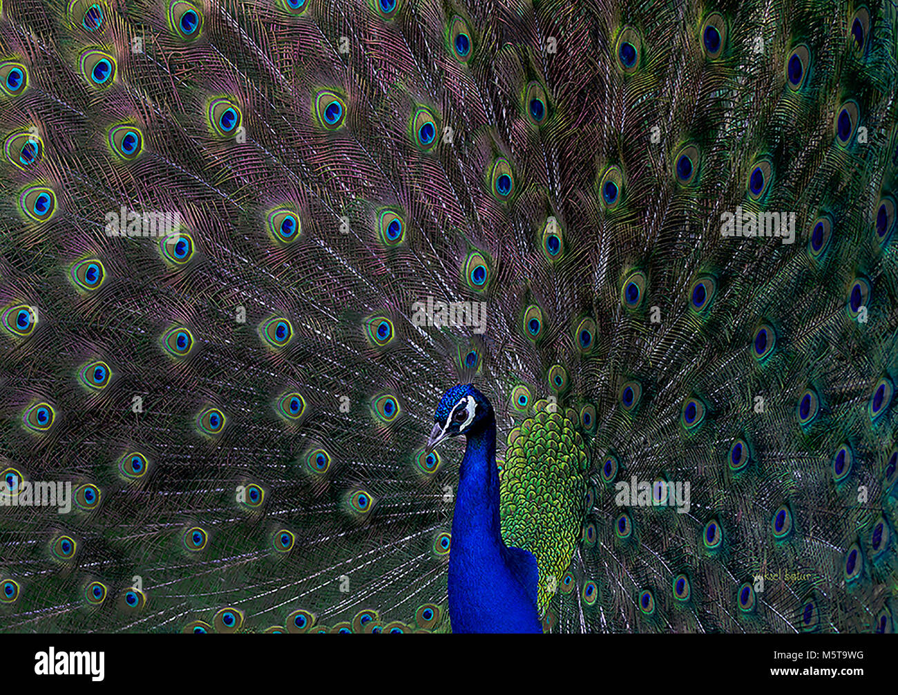 Peacock / colored Stock Photo - Alamy
