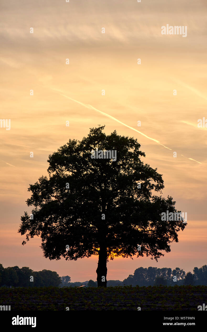 Eiche hi-res stock photography and images - Alamy