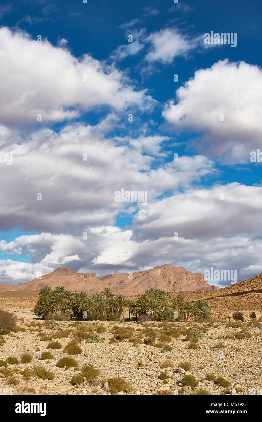 Palmen oase hi-res stock photography and images - Alamy