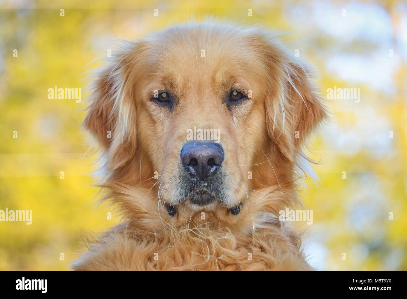 Sad golden retriever hi-res stock photography and images - Alamy
