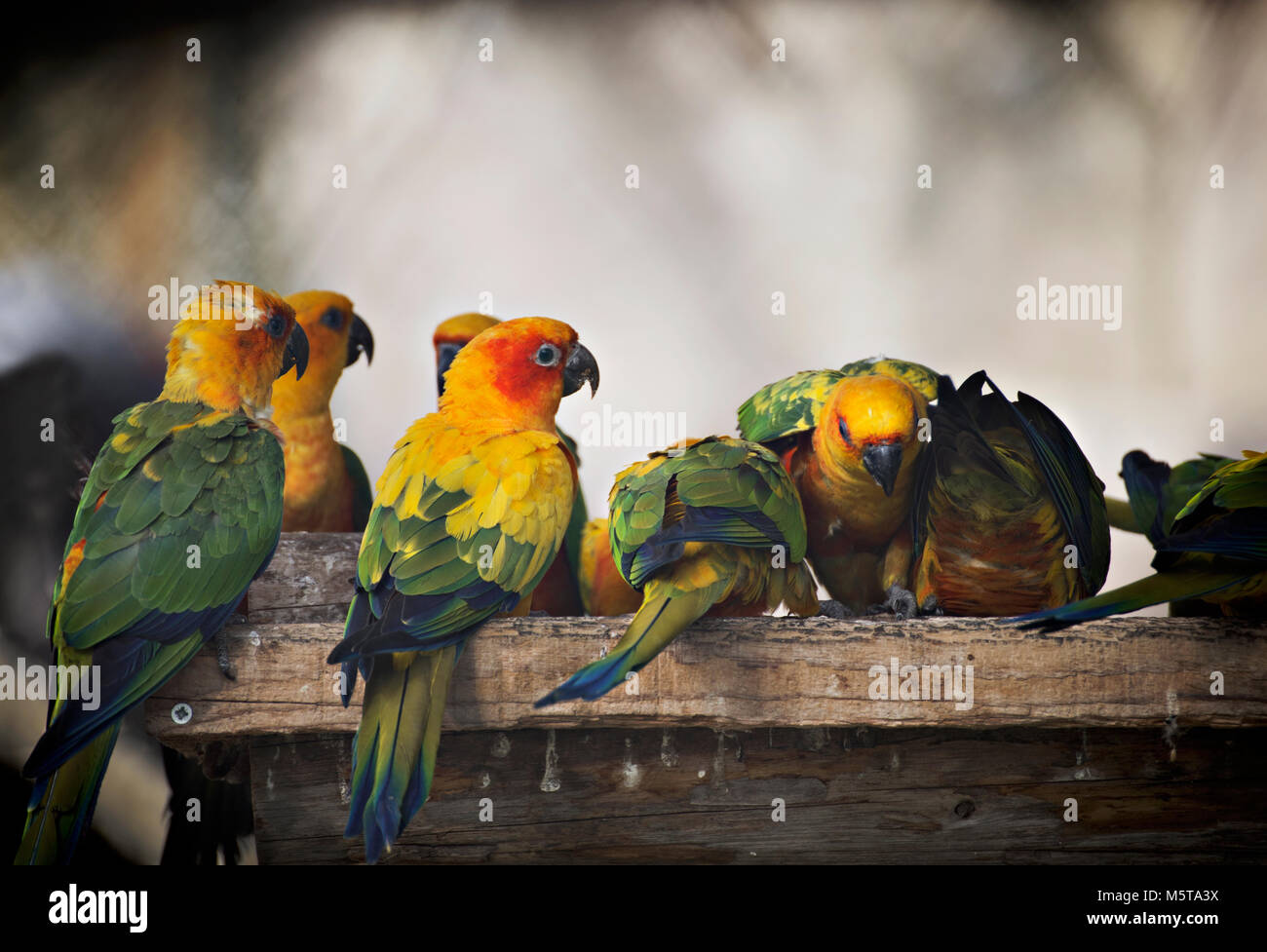 Fragile birds hi-res stock photography and images - Alamy