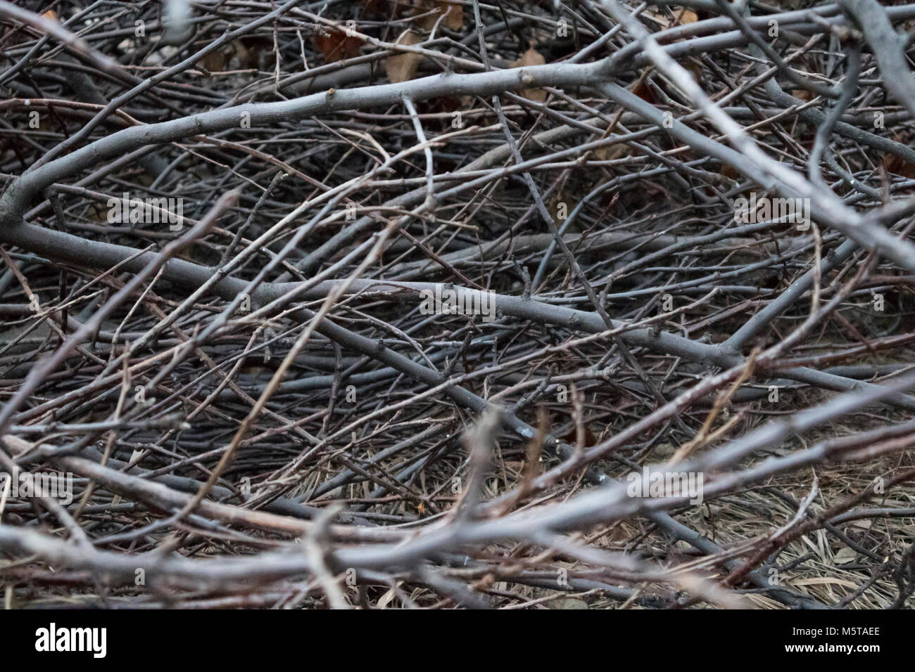 Close up picture of the bush branch Stock Photo - Alamy