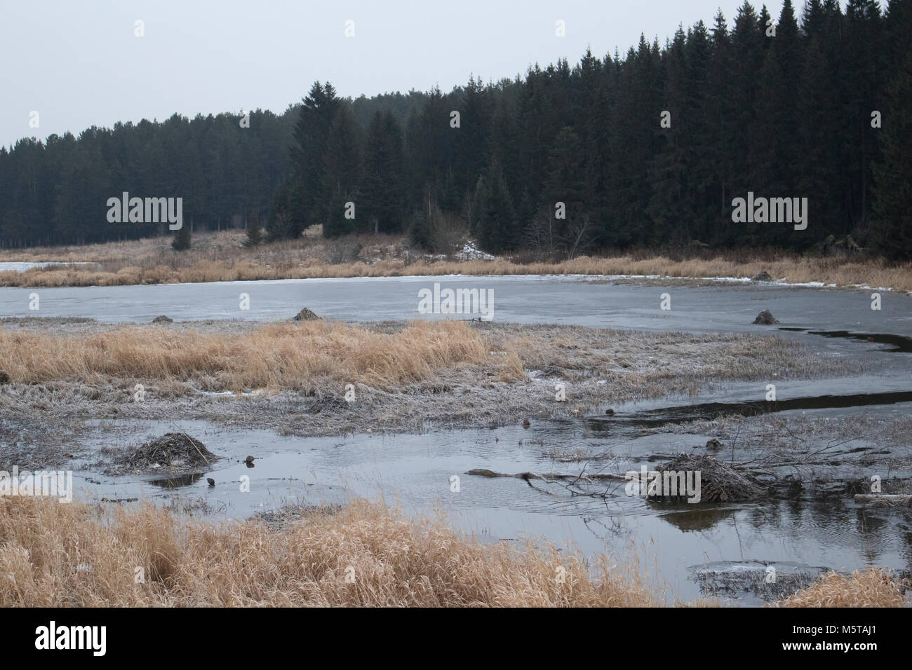 Muskrat house hi-res stock photography and images - Alamy