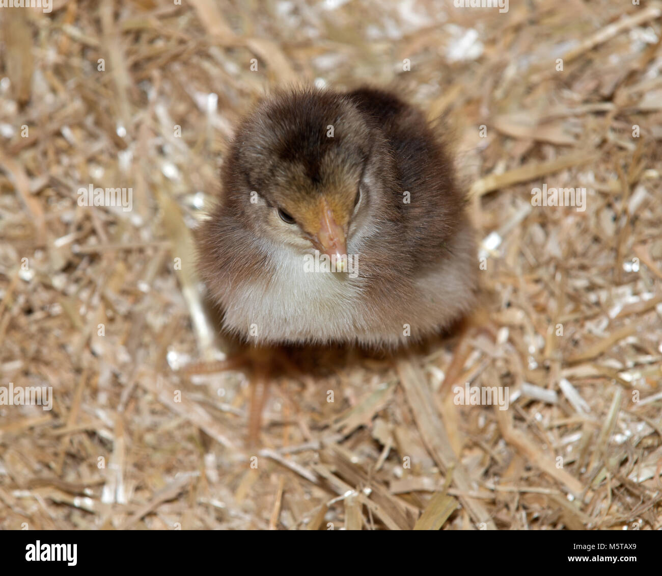 Barnevelder chick hi-res stock photography and images - Alamy