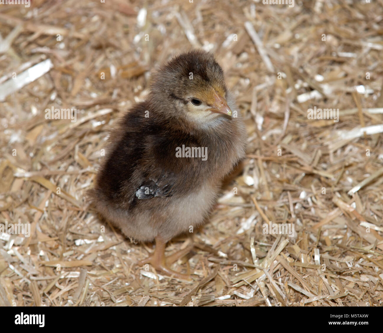 Pure breed baby chick after successful hatching on fresh straw Stock ...