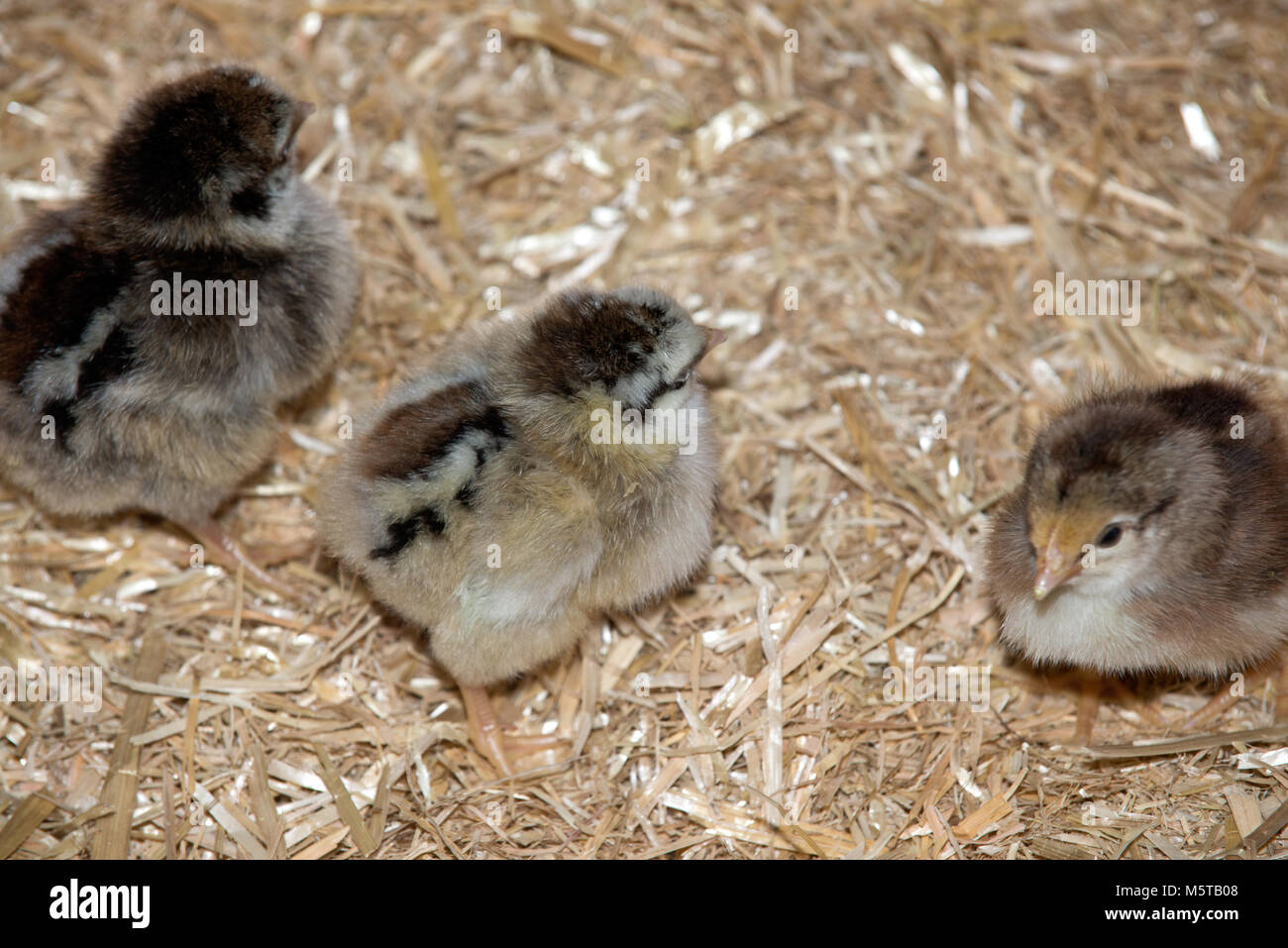 Pure breed baby chick after successful hatching on fresh straw Stock ...
