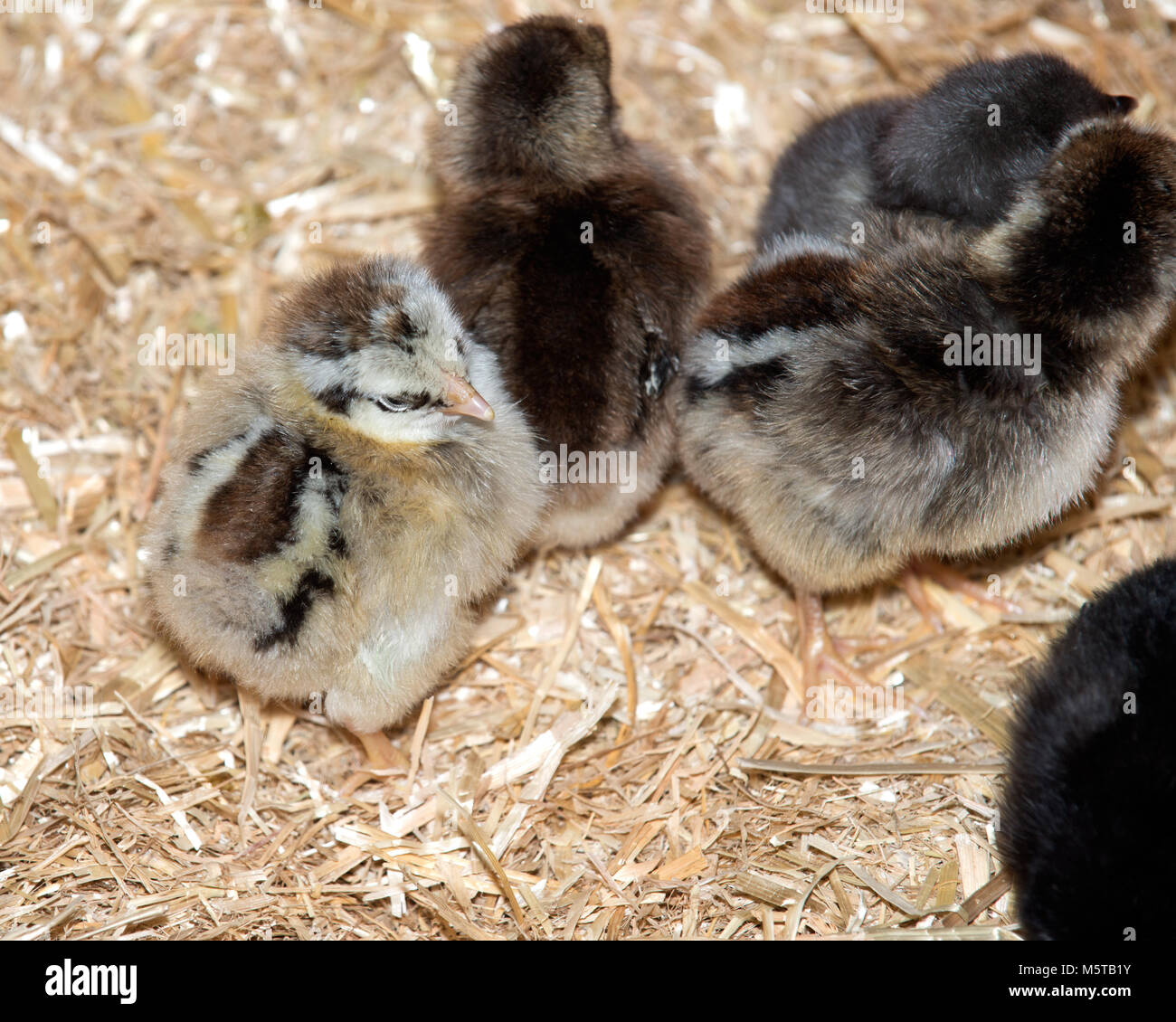 Pure breed baby chick after successful hatching on fresh straw Stock ...