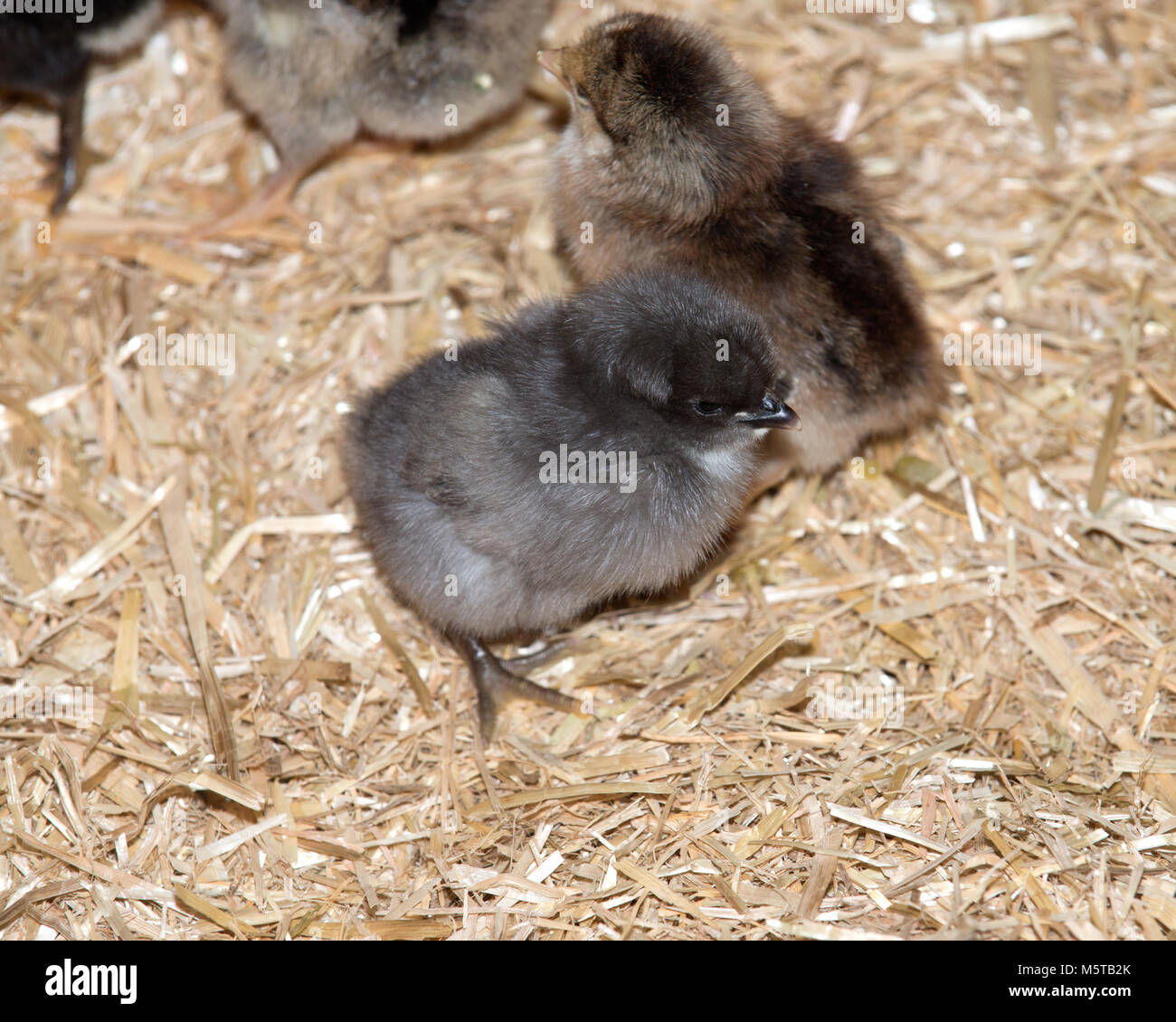 Pure breed baby chick after successful hatching on fresh straw Stock ...