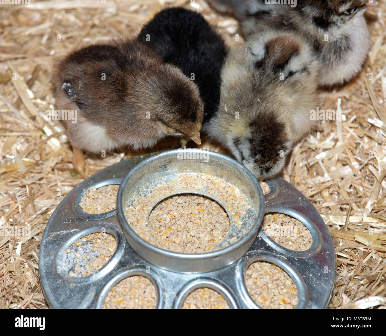 Pure breed baby chick after successful hatching on fresh straw Stock ...