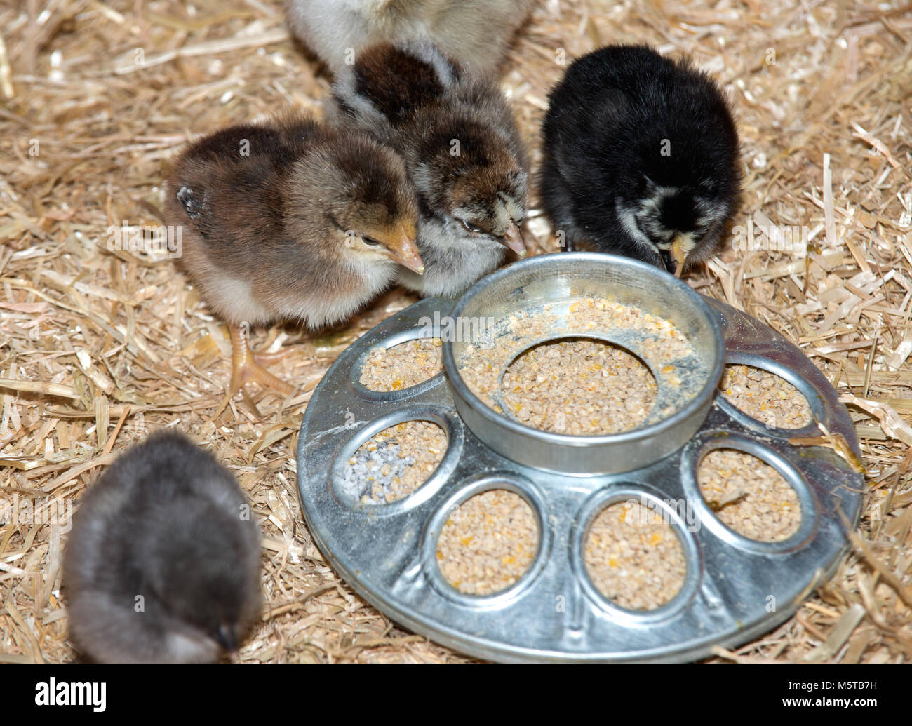 Pure breed baby chick after successful hatching on fresh straw Stock ...