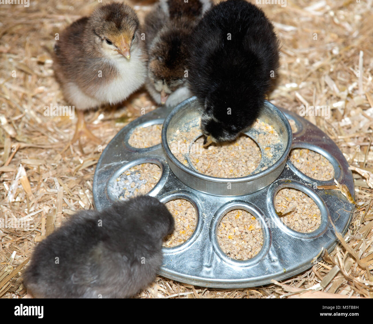 Pure breed baby chick after successful hatching on fresh straw Stock ...