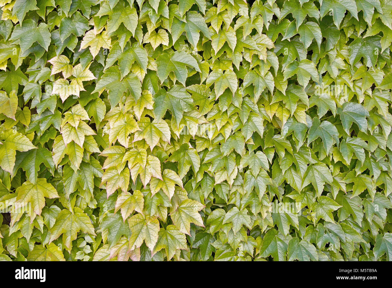 Grape ivy hi-res stock photography and images - Alamy