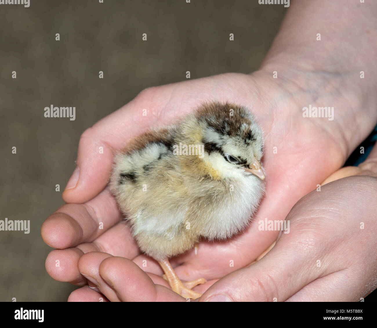 Pure breed baby chick after successful hatching on fresh straw Stock ...