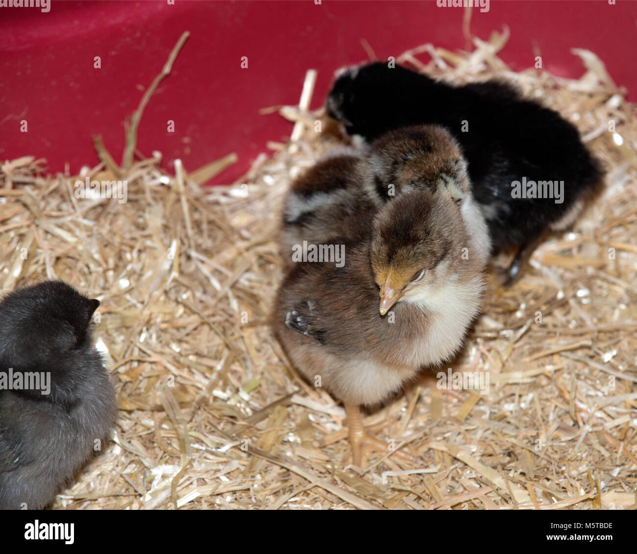 Pure breed baby chick after successful hatching on fresh straw Stock ...