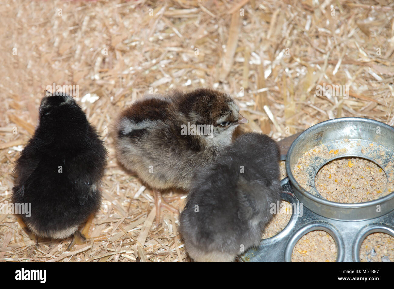 Pure breed baby chick after successful hatching on fresh straw Stock ...
