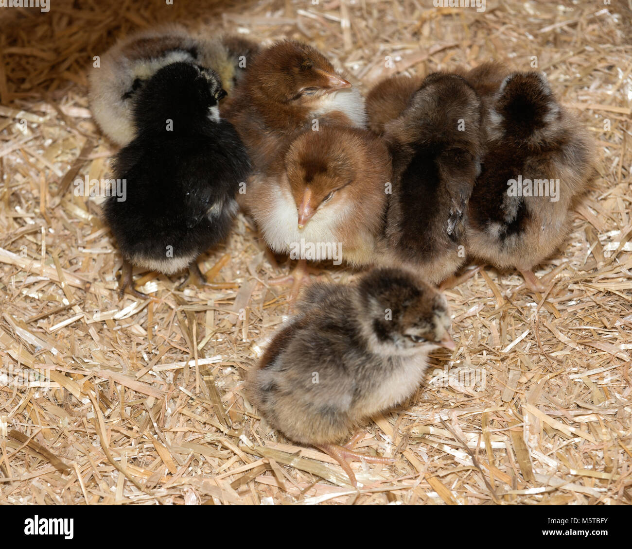 Pure breed baby chick after successful hatching on fresh straw Stock ...