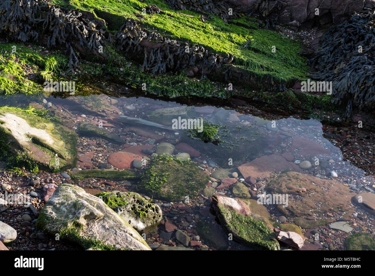 Rock pool seaweed marine life hi-res stock photography and images - Alamy