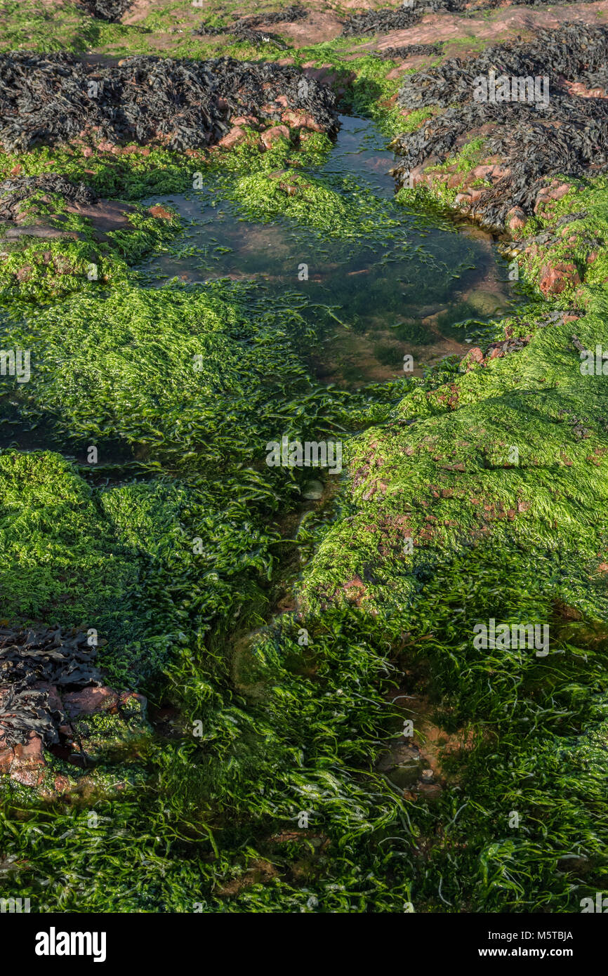 Amongst rock pools hi-res stock photography and images - Alamy