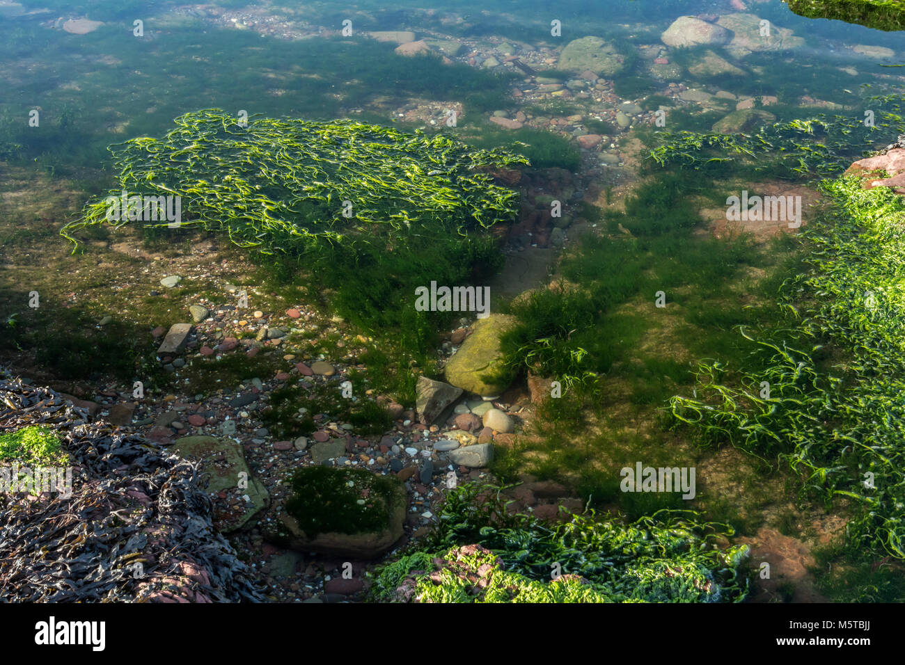 Beach pebbles rocks shells hi-res stock photography and images - Alamy