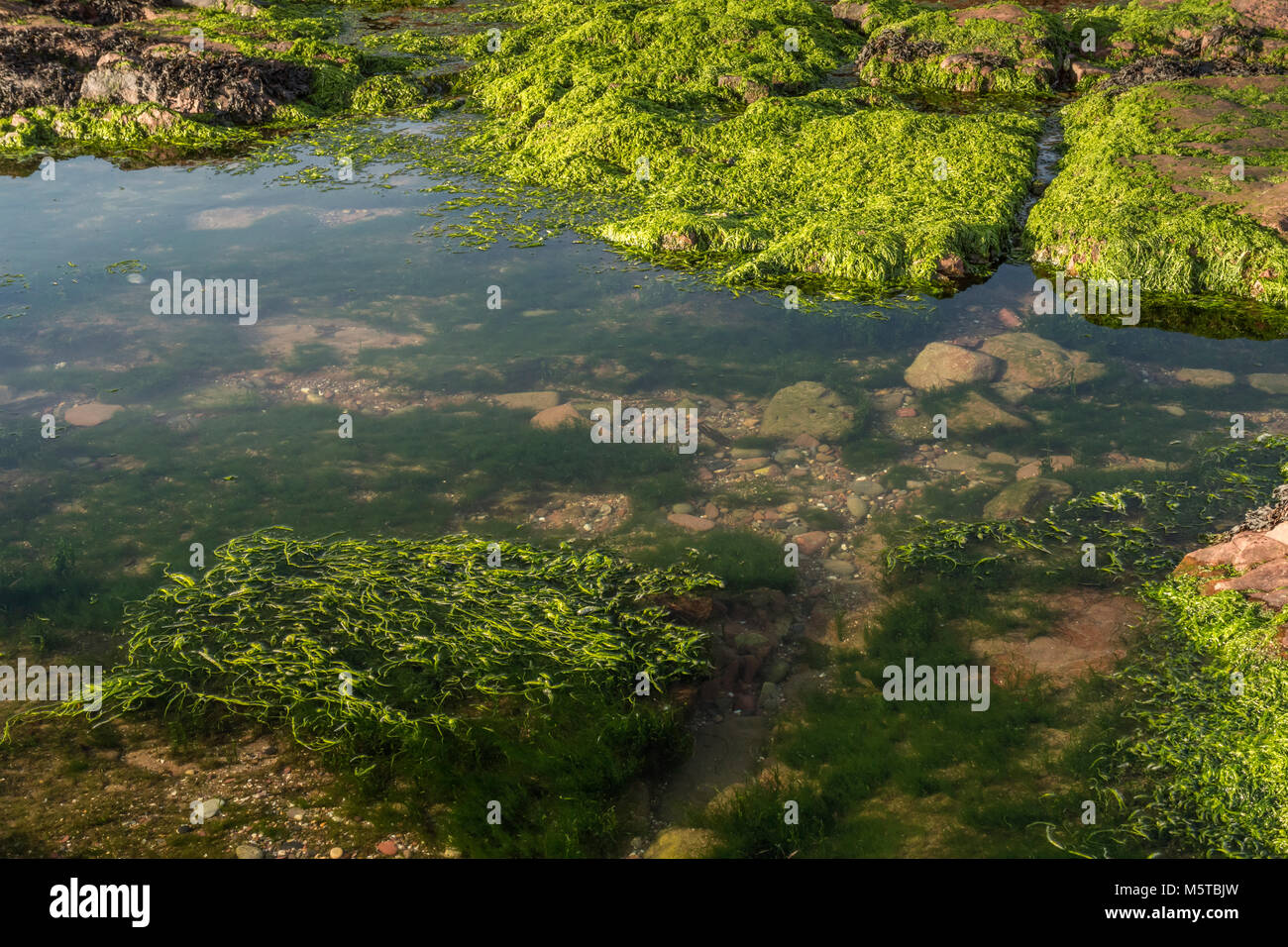 Beach seaweed growing on rocks hi-res stock photography and images - Alamy