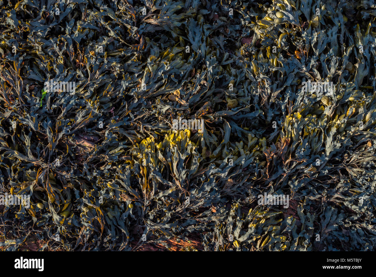 Seaweed air bladders hi-res stock photography and images - Alamy