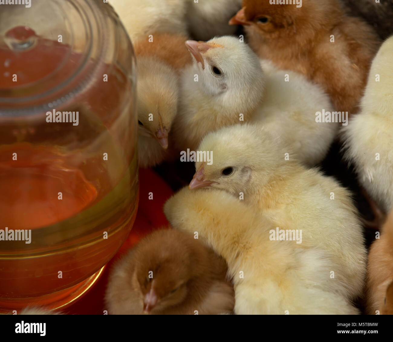 Amish farm, mixed flock of pure breed chicks Stock Photo - Alamy