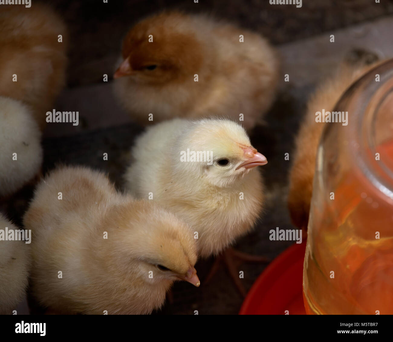 Amish farm, mixed flock of pure breed chicks Stock Photo - Alamy