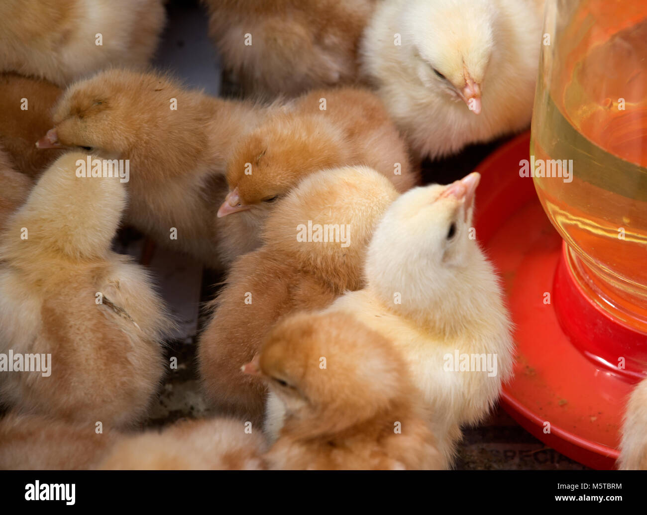 Amish farm, mixed flock of pure breed chicks Stock Photo - Alamy