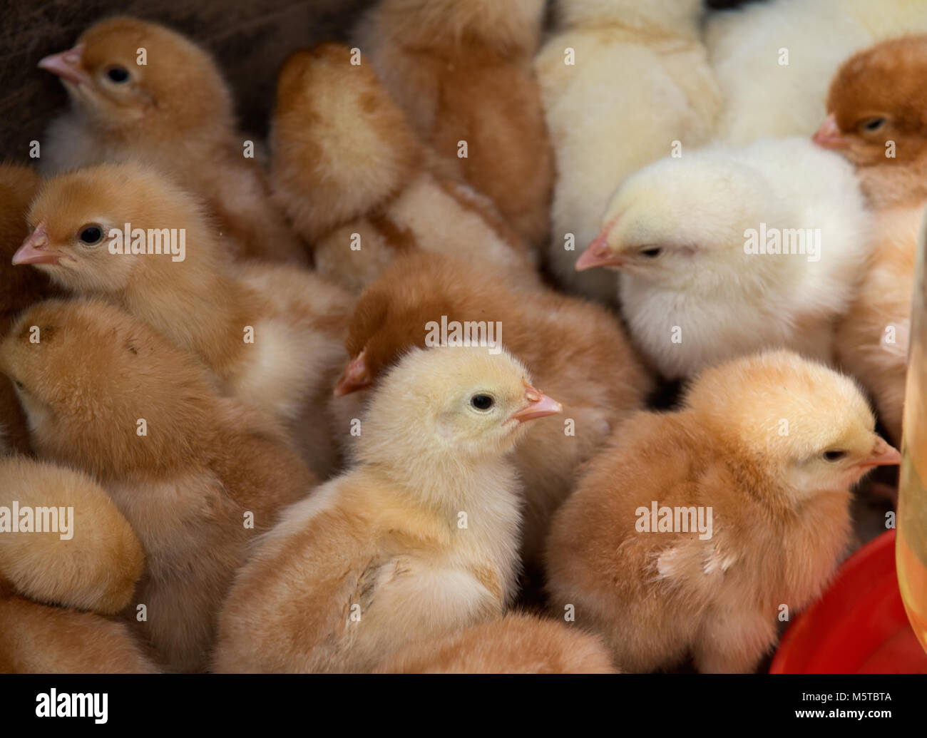 Amish farm, mixed flock of pure breed chicks Stock Photo - Alamy