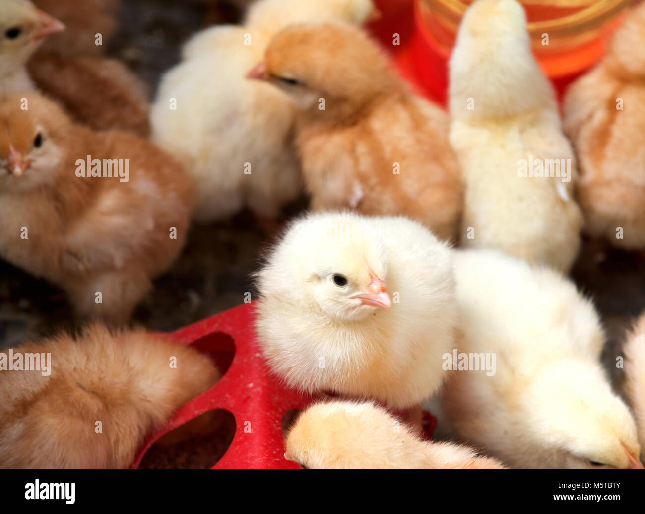Fattening chicks hi-res stock photography and images - Alamy