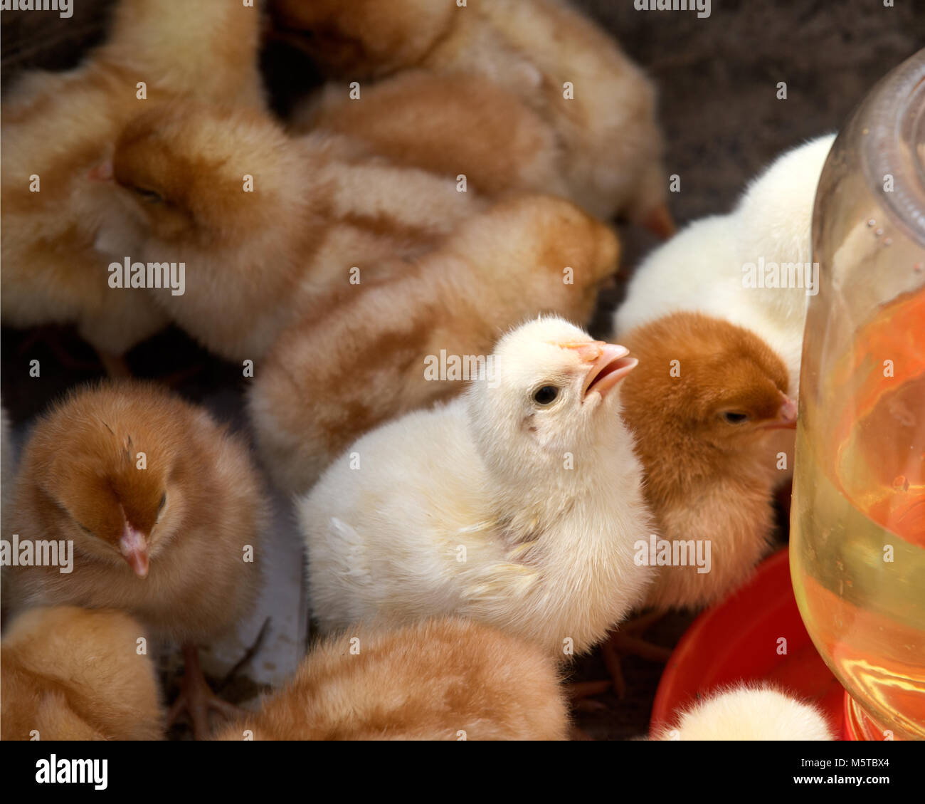 Amish farm, mixed flock of pure breed chicks Stock Photo - Alamy