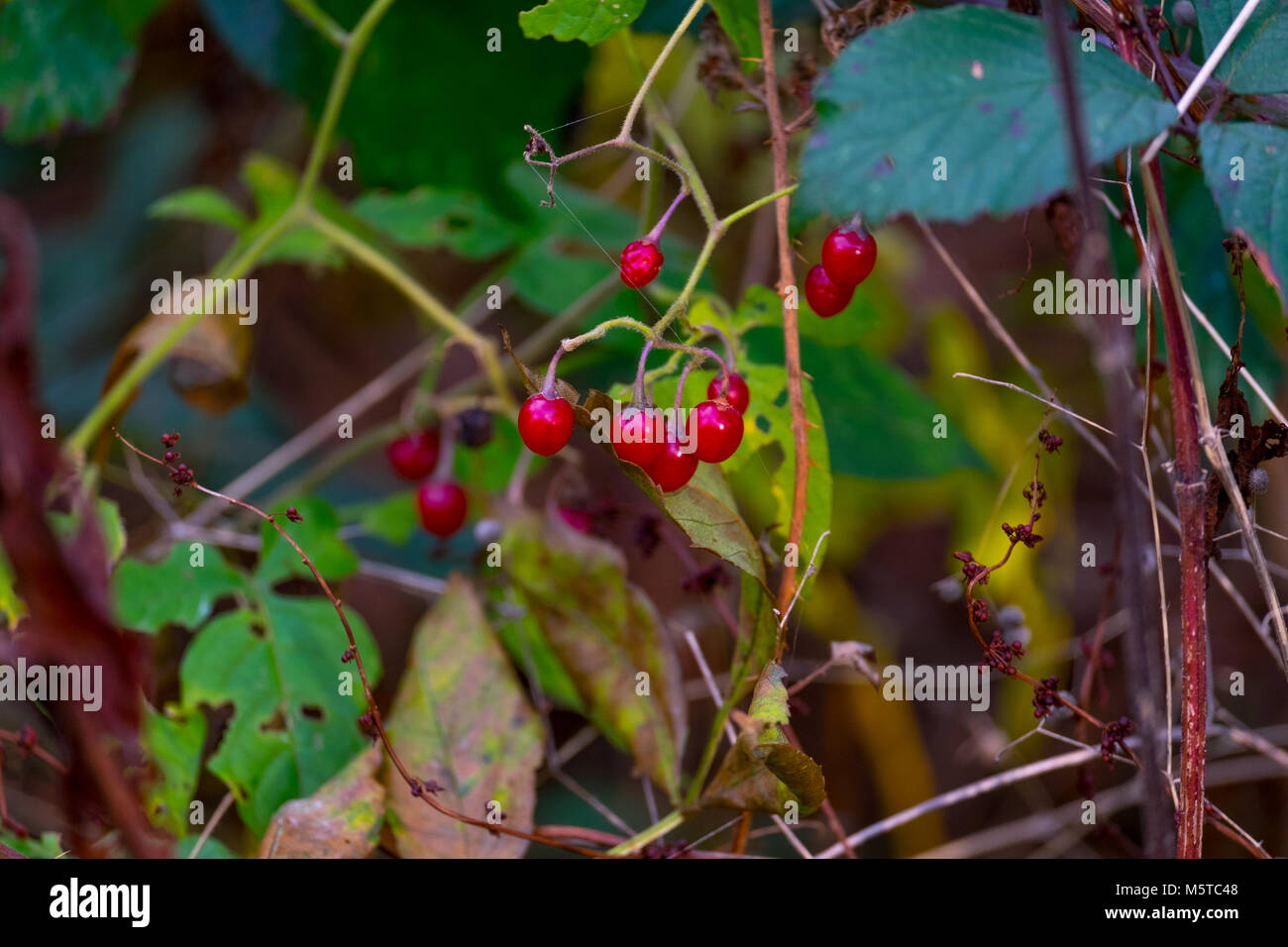 red berries on plant Stock Photo - Alamy
