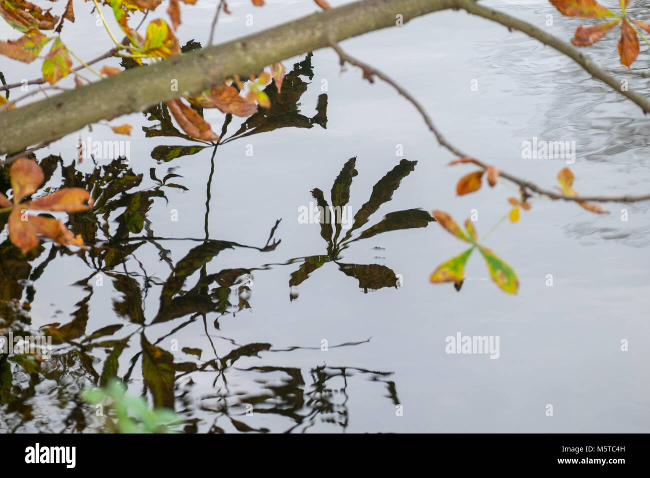 branch overhanging thames autumn Stock Photo - Alamy