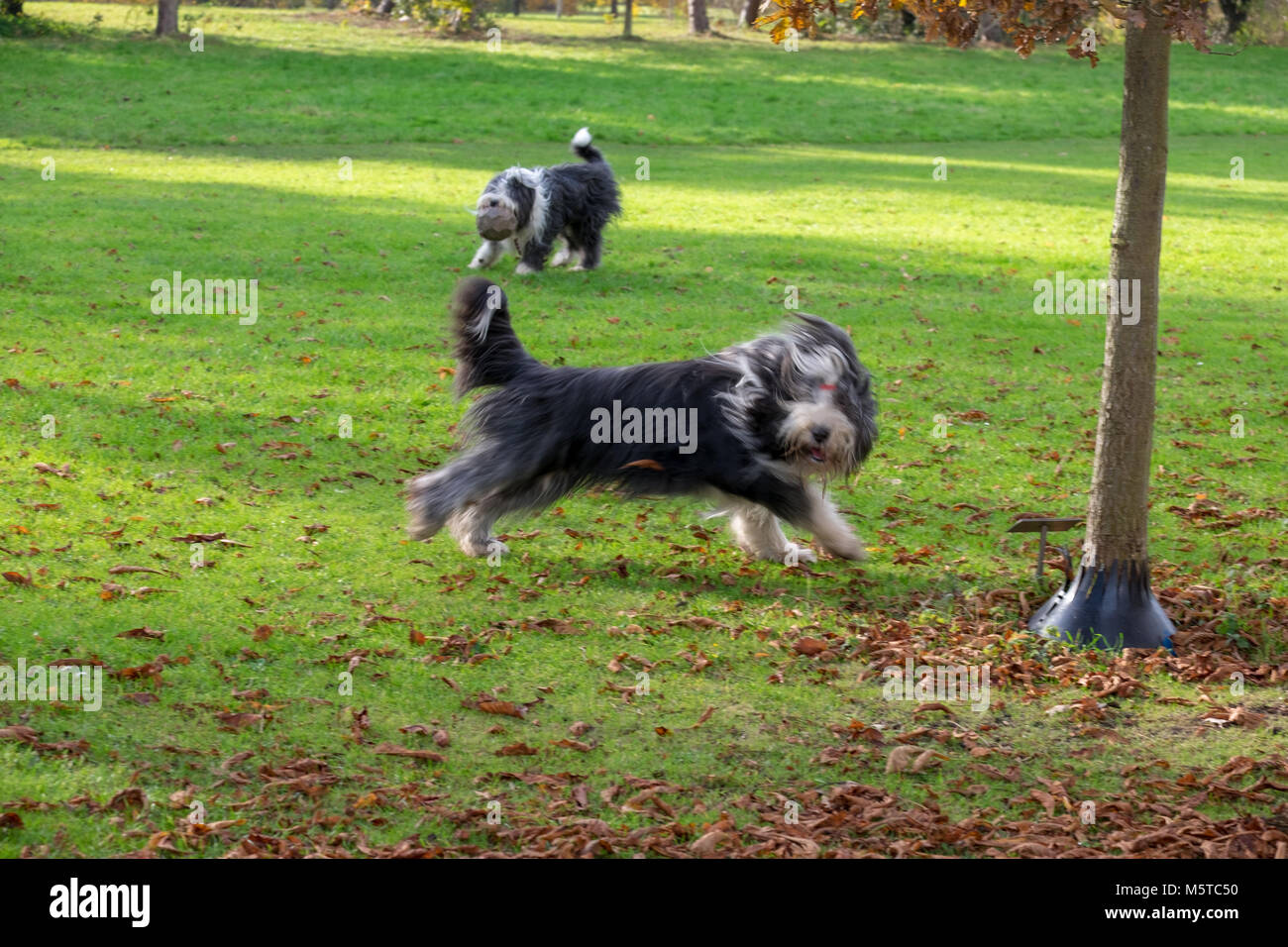 sheep dog running in the park Stock Photo - Alamy
