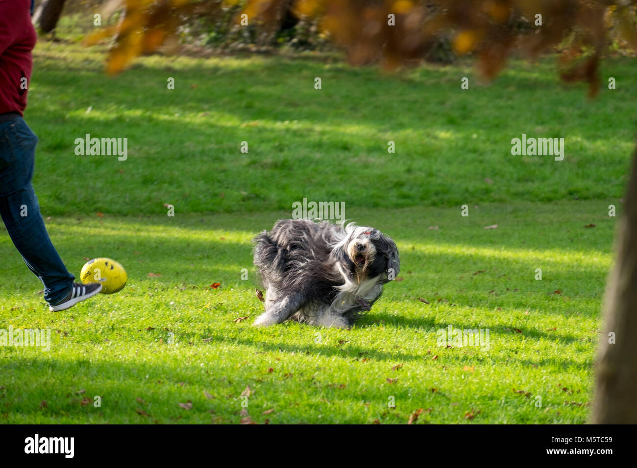 sheep dog running in the park Stock Photo - Alamy