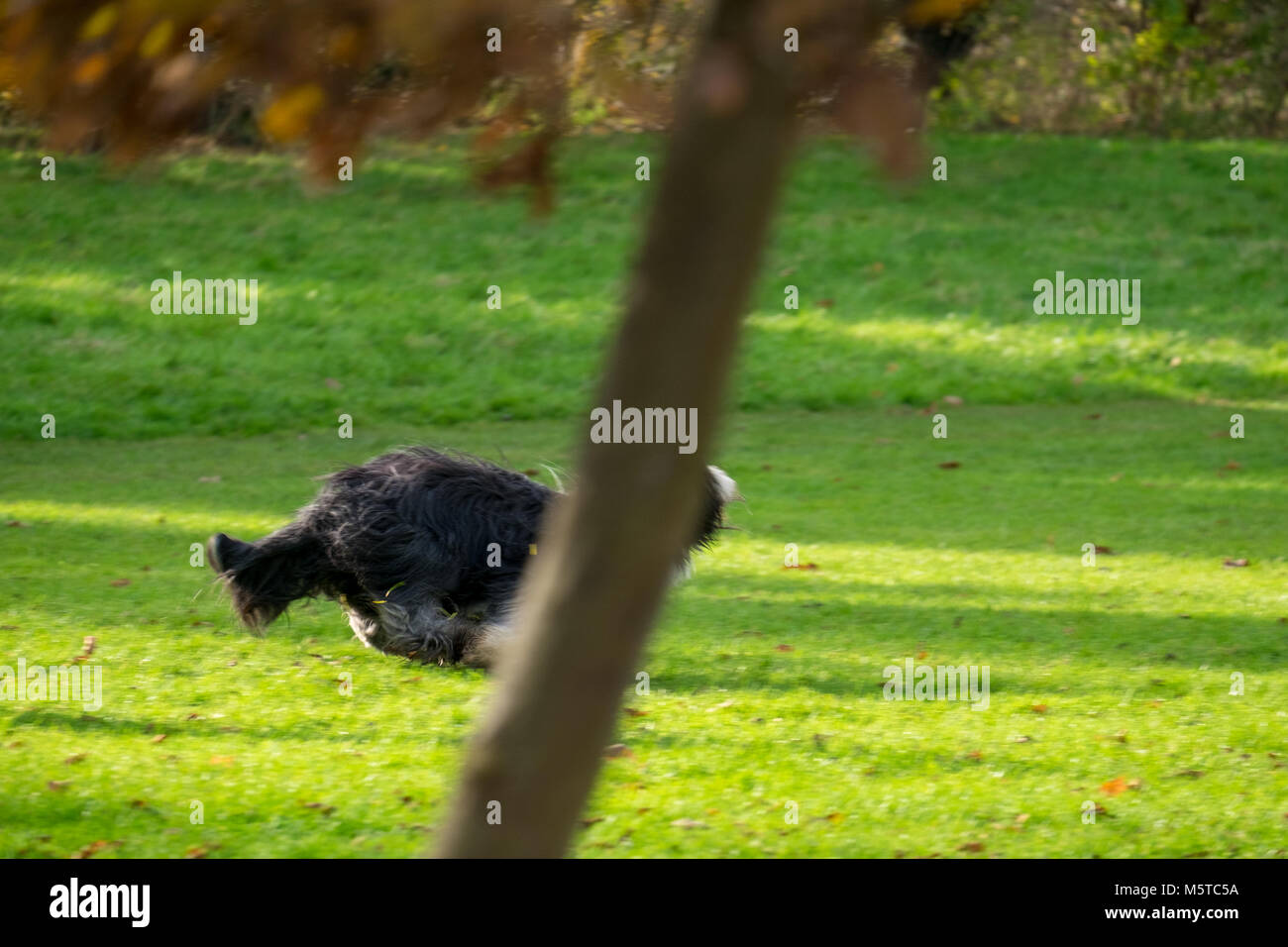 sheep dog running in the park Stock Photo - Alamy