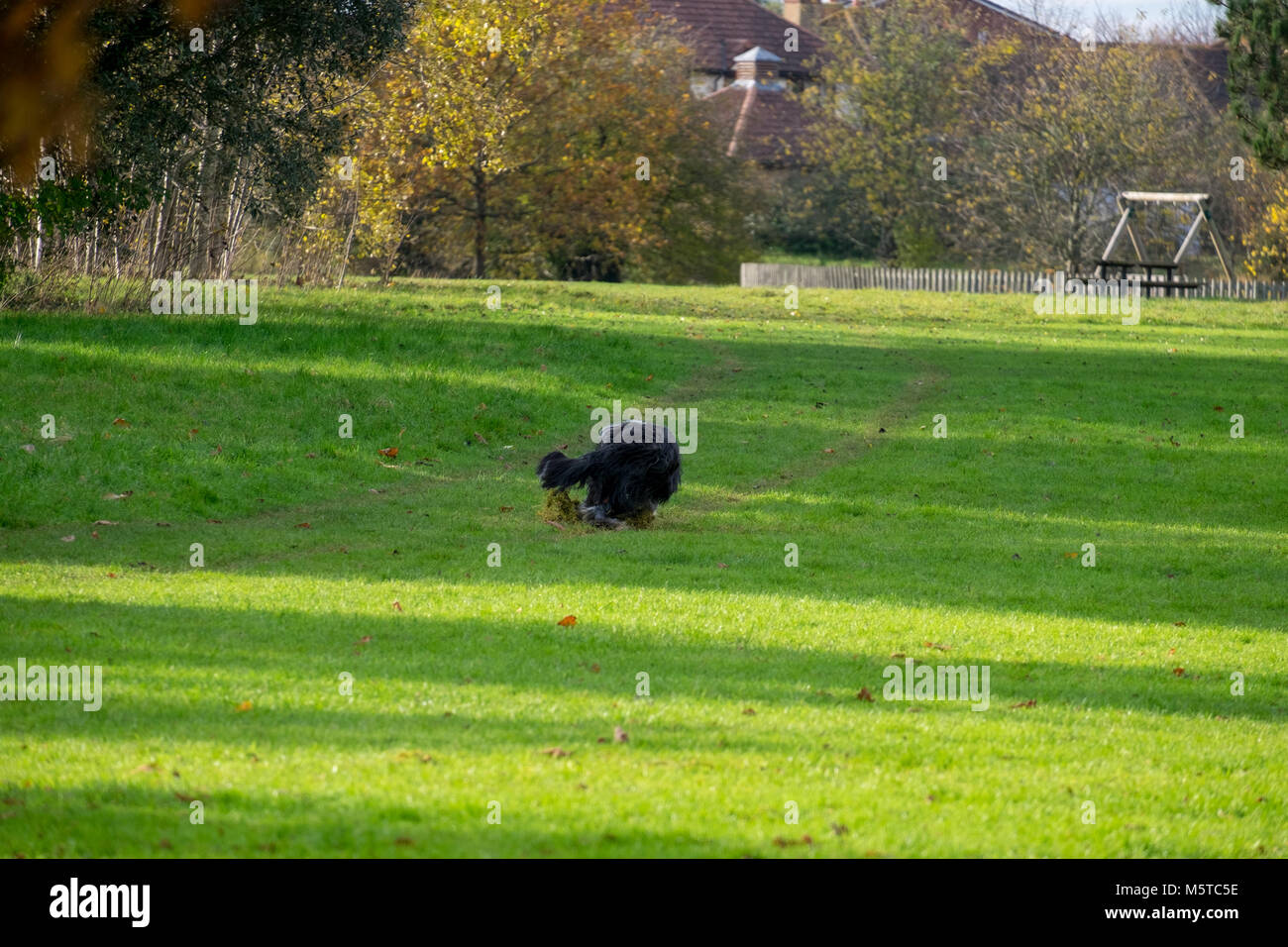 sheep dog running in the park Stock Photo - Alamy