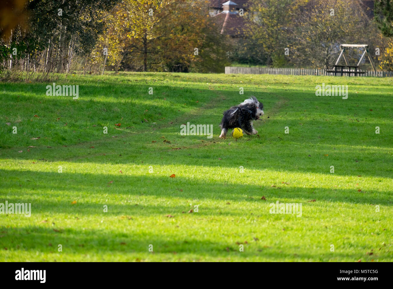 sheep dog running in the park Stock Photo - Alamy