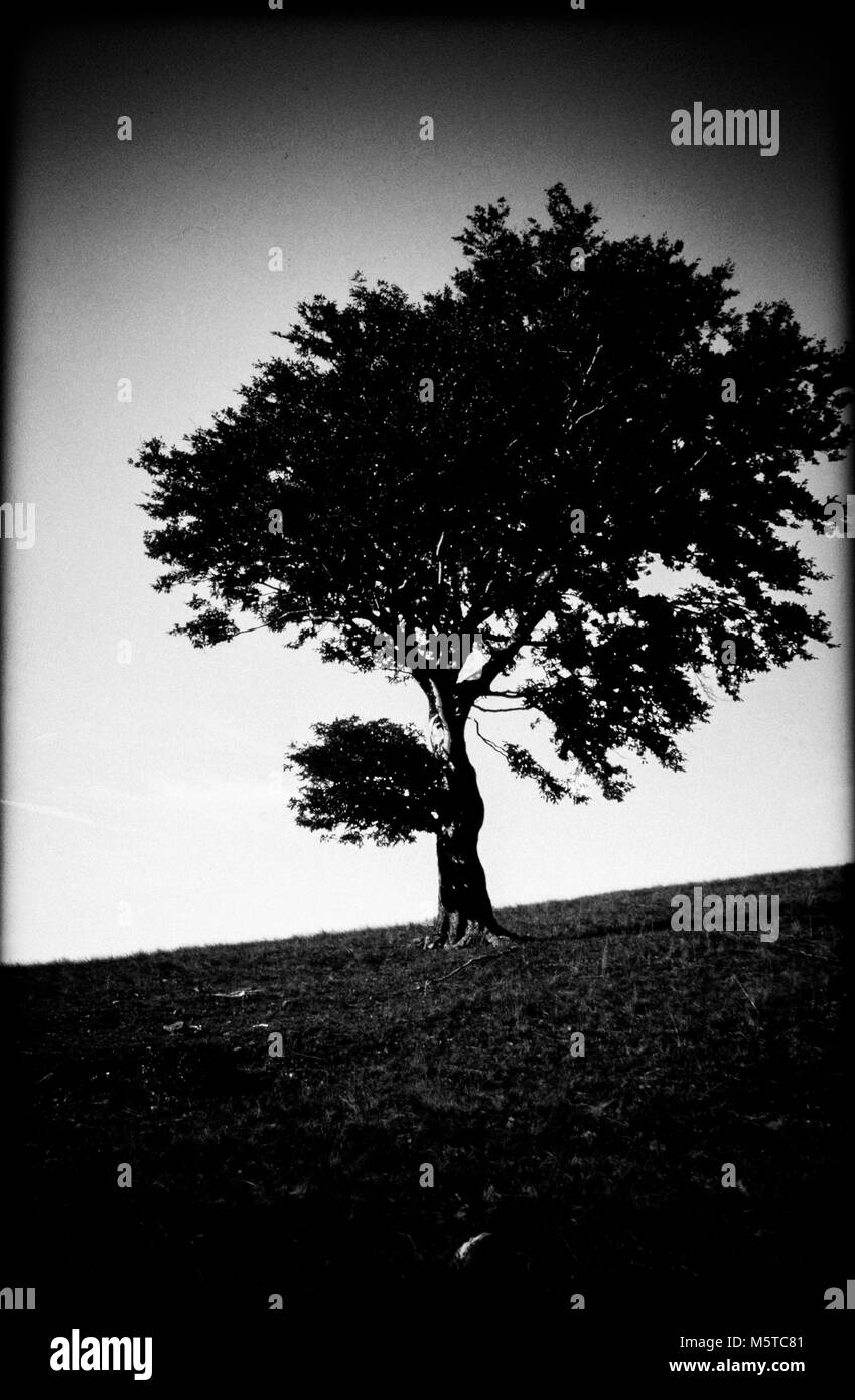 big lonely tree in the middle of a meadow, in black and white Stock ...