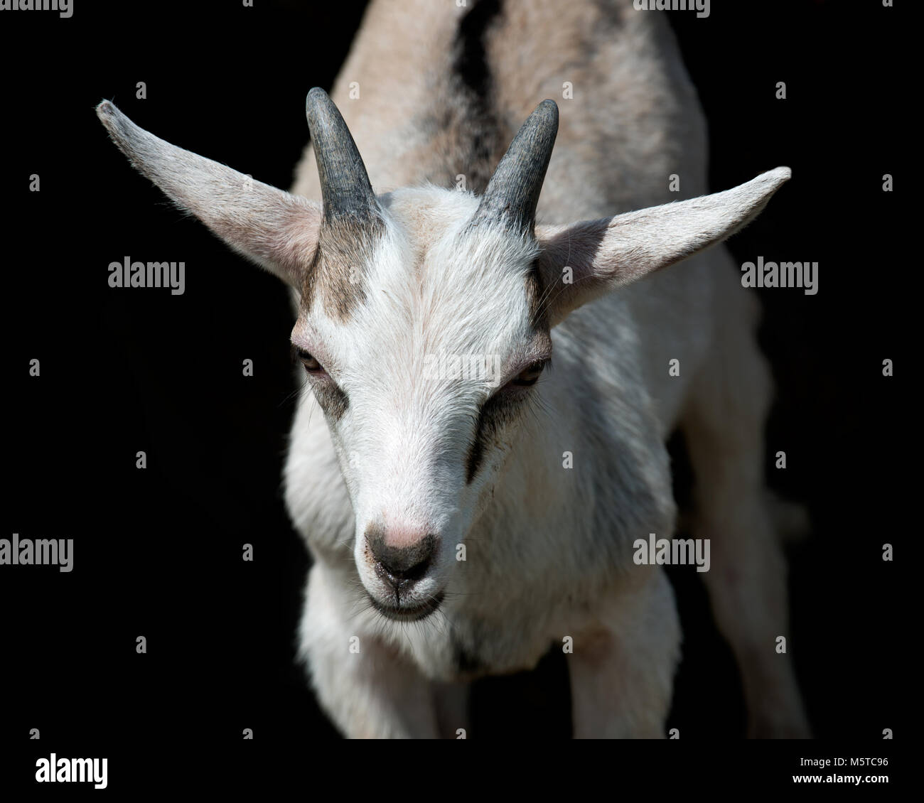 Young milk goat on countryside amish farm Stock Photo - Alamy