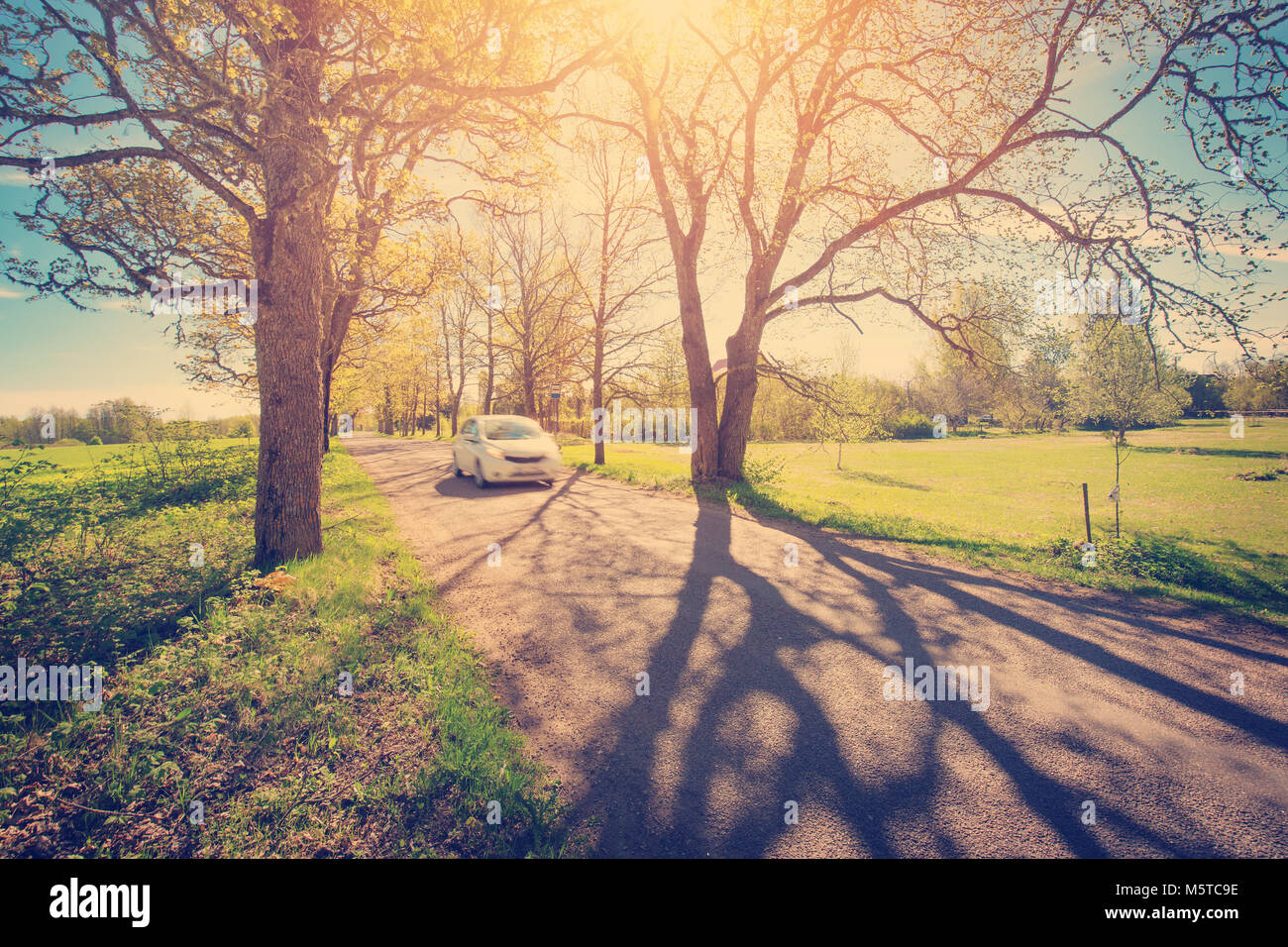Car on asphalt road in spring Stock Photo - Alamy