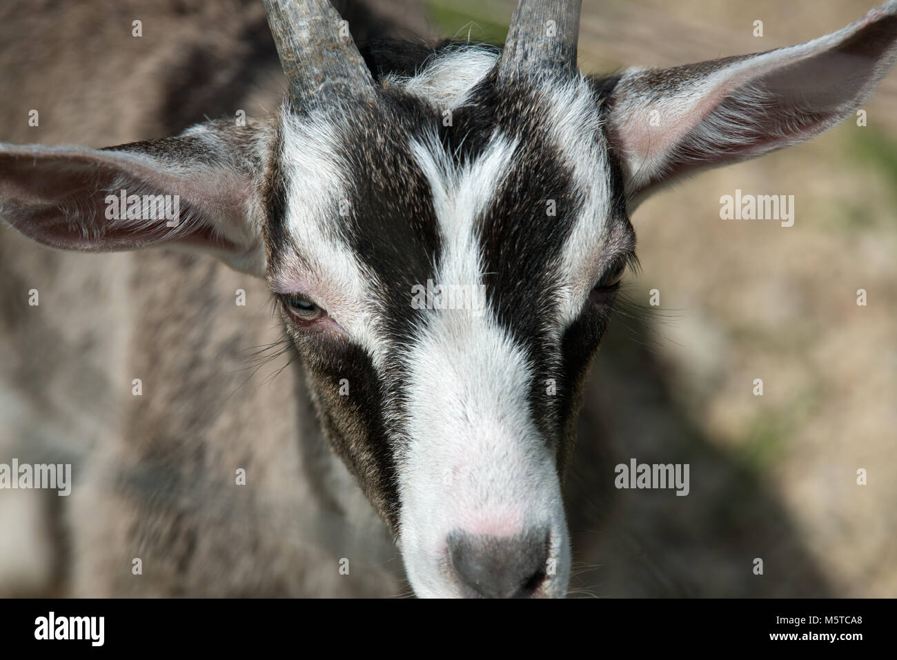 Young milk goat on countryside amish farm Stock Photo - Alamy